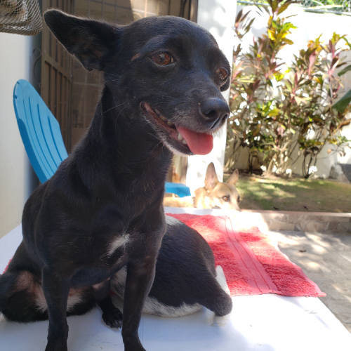 Adopta.do - En Adopción